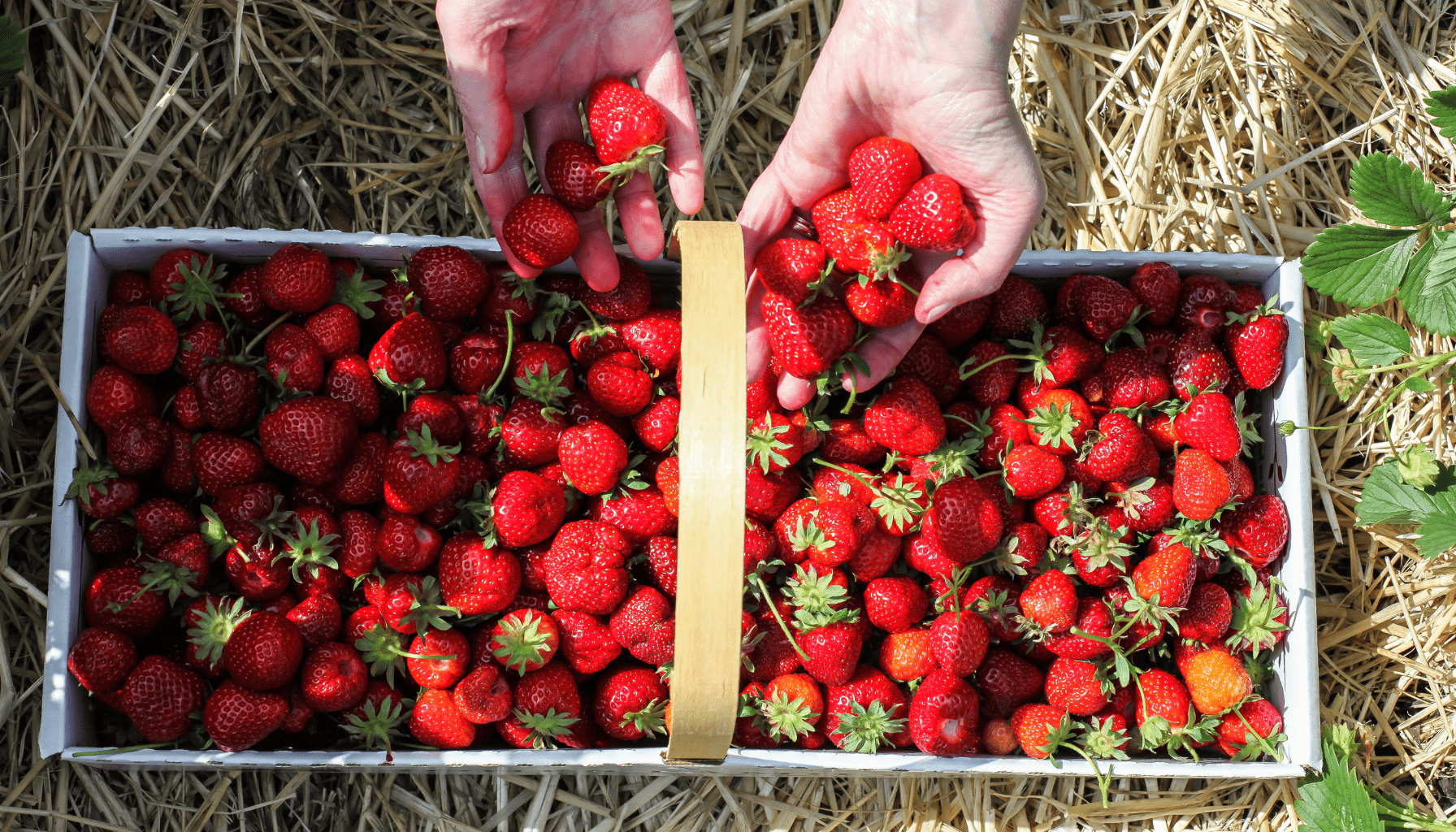 Emilove sady - Dvory nad Žitavou, samozber jahôd - KD.sk