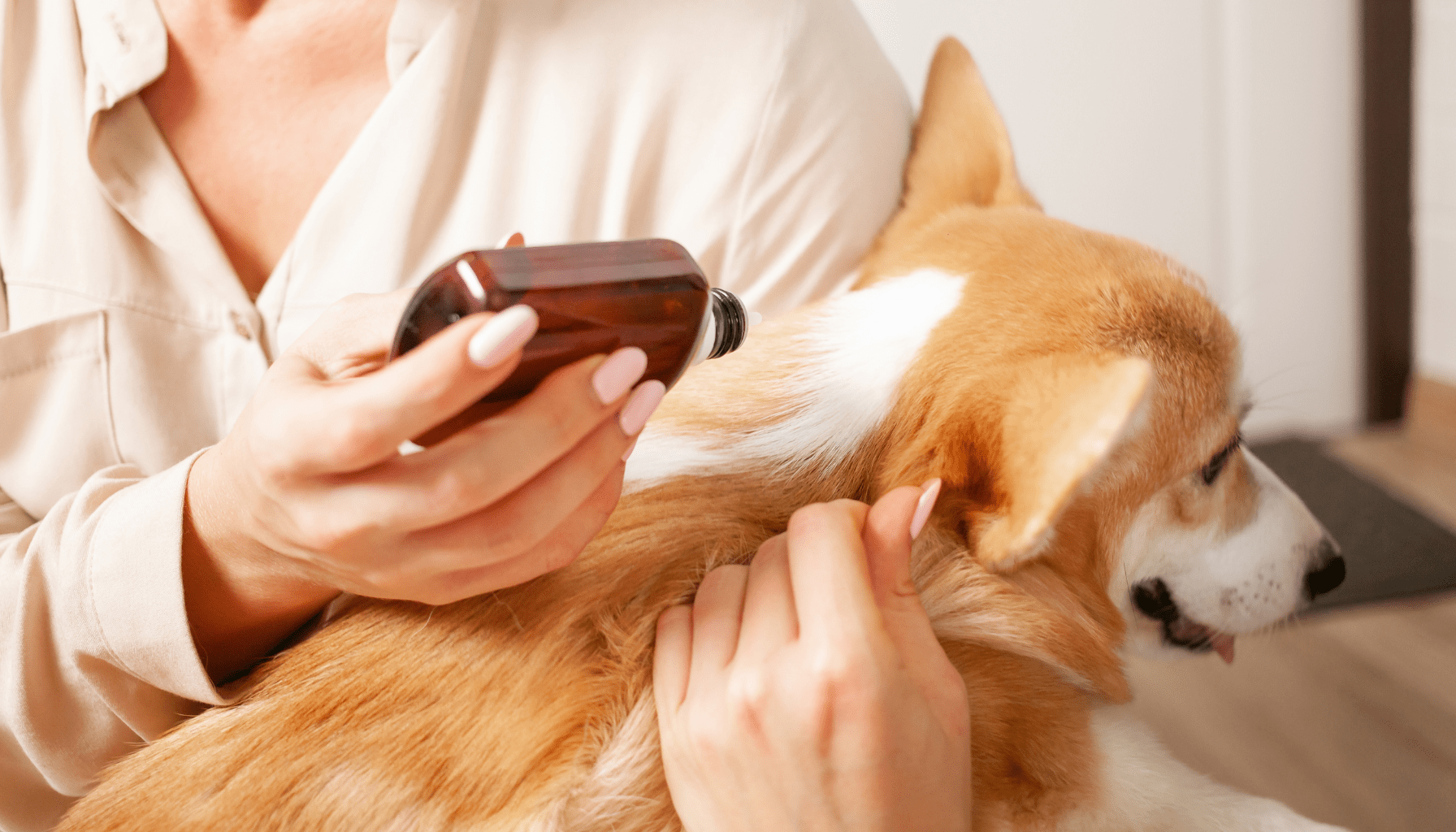 Štípance od blchy - ako vyzerajú, ako sa ich zbaviť, čo neznášajú - KD.sk