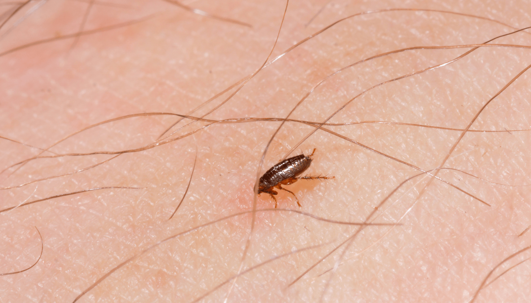 Štípance od blchy - ako vyzerajú, ako sa ich zbaviť, čo neznášajú - KD.sk