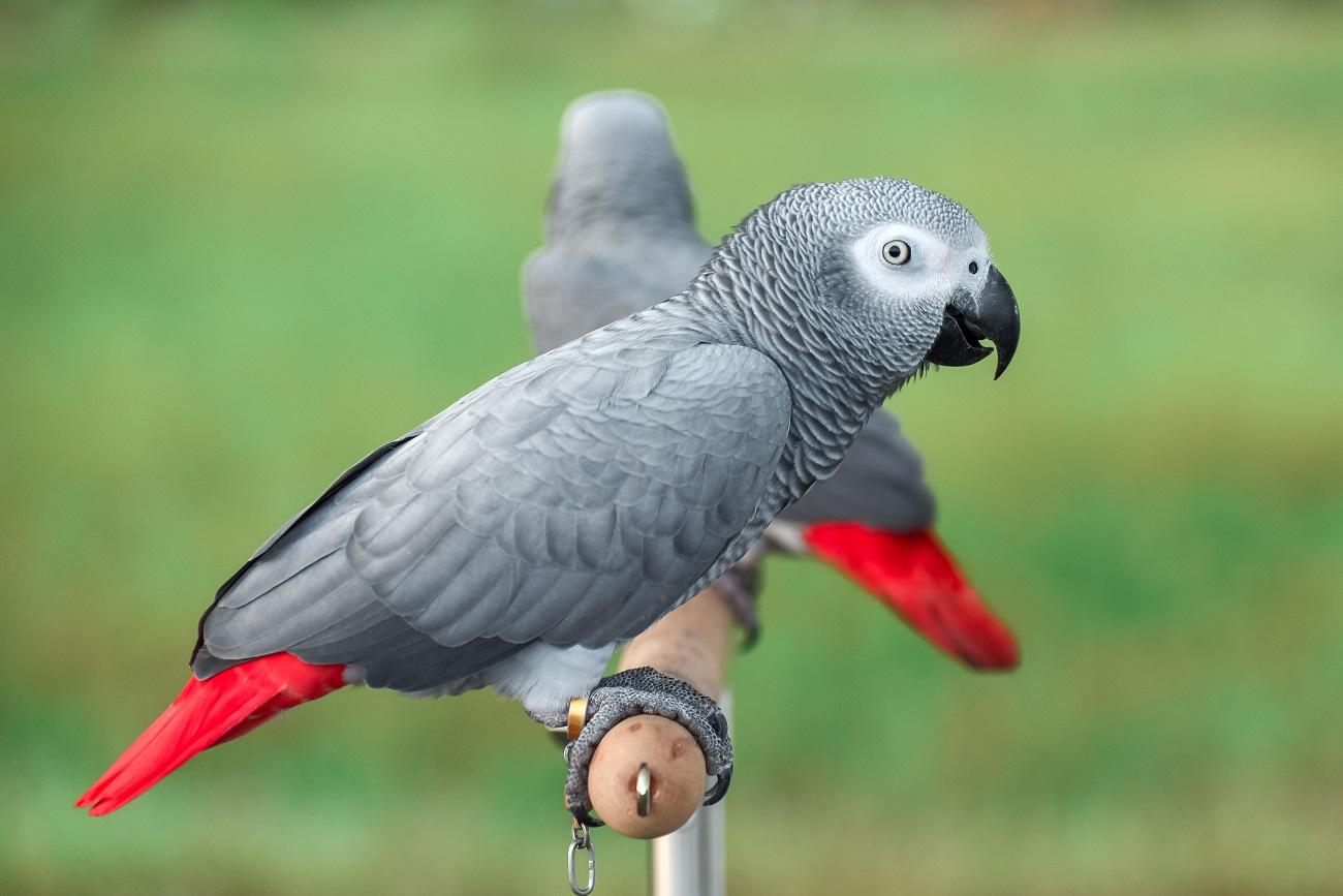 Papagáj - žako, chov a predaj, shop - KD.sk